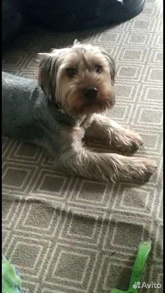 Отдам в добрые руки