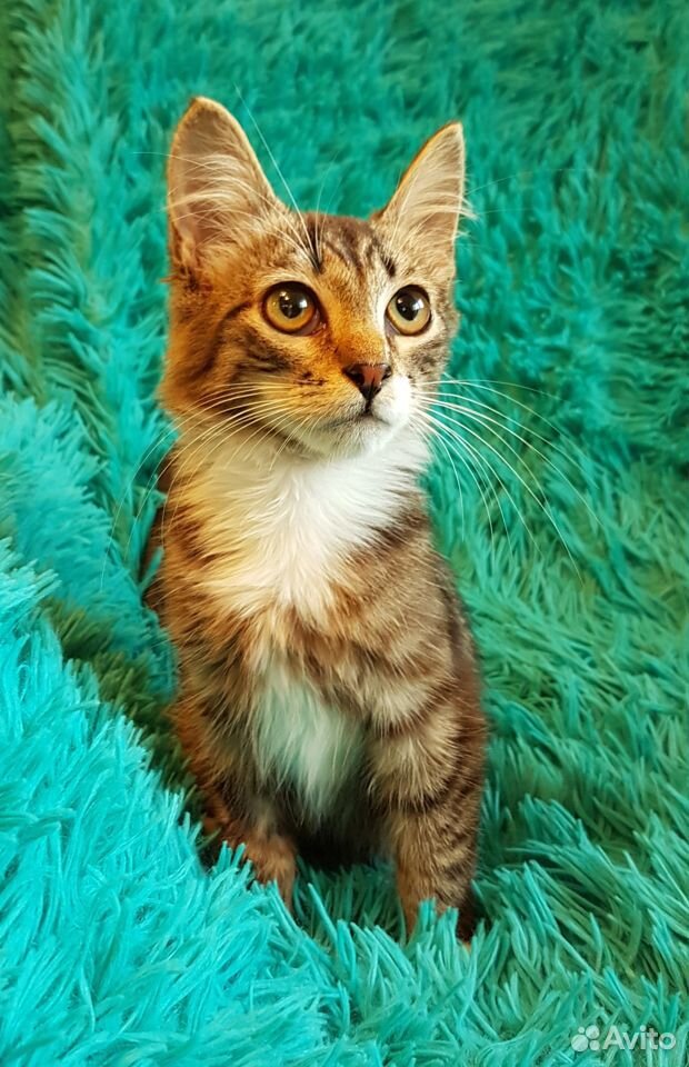 Котенок в хорошие руки