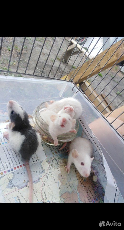 Крысята дамбо