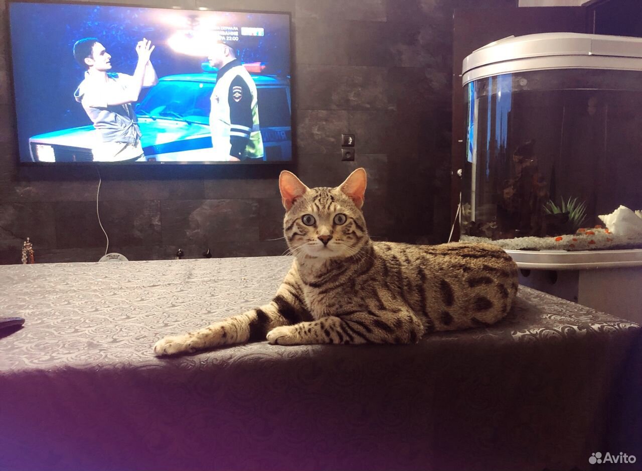 Вязка кот Саванна