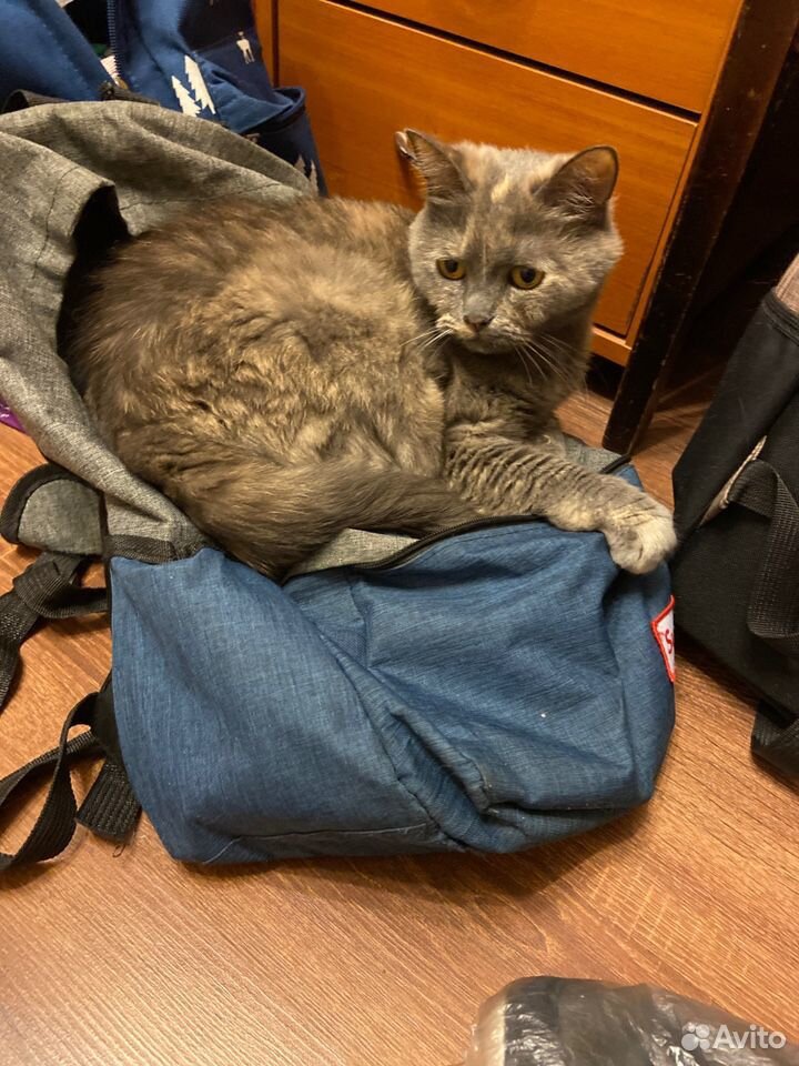 Кошка Пуша