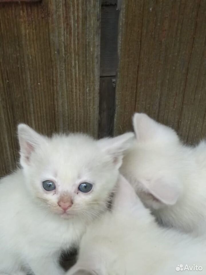 Ангорские котята