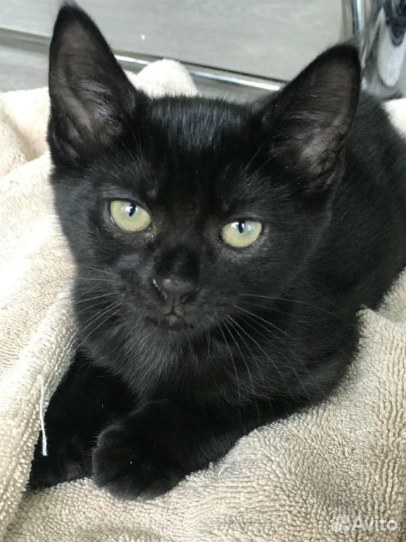 В дар котенок черный, мальчик, 4,5 мес