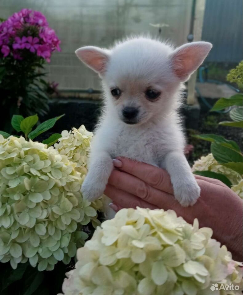 Метис шпица