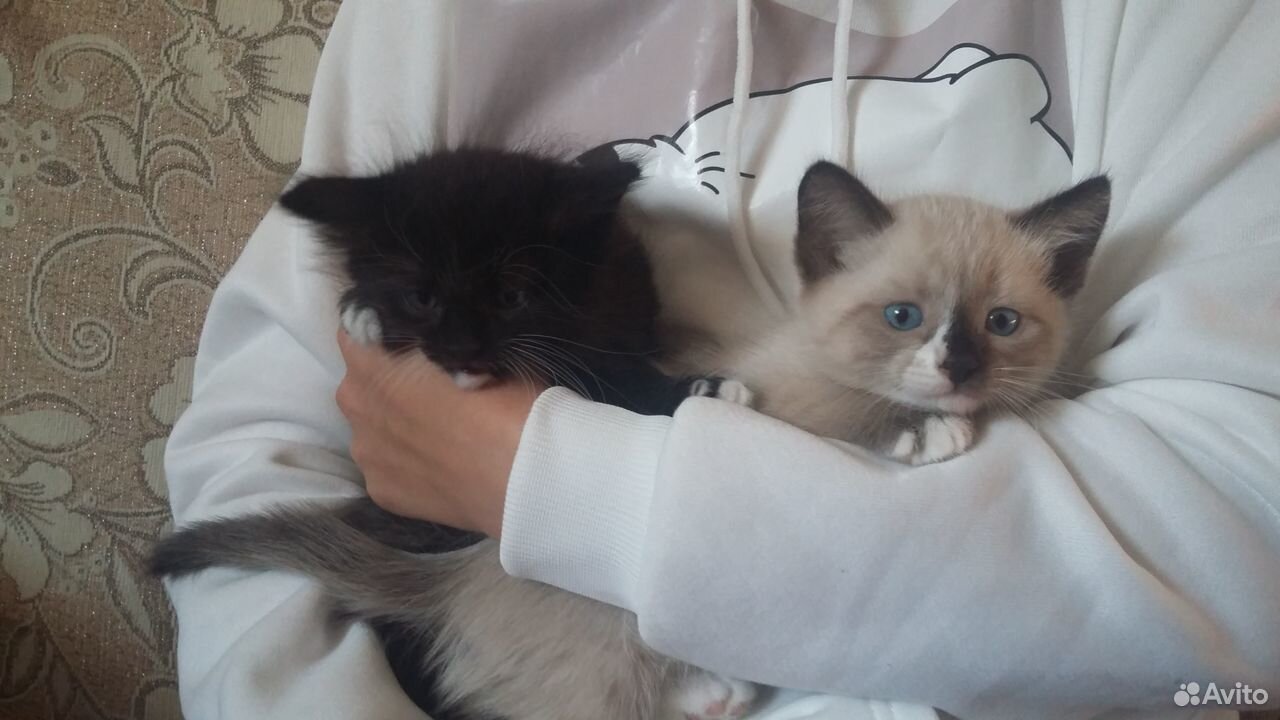 Котята-пушистики)