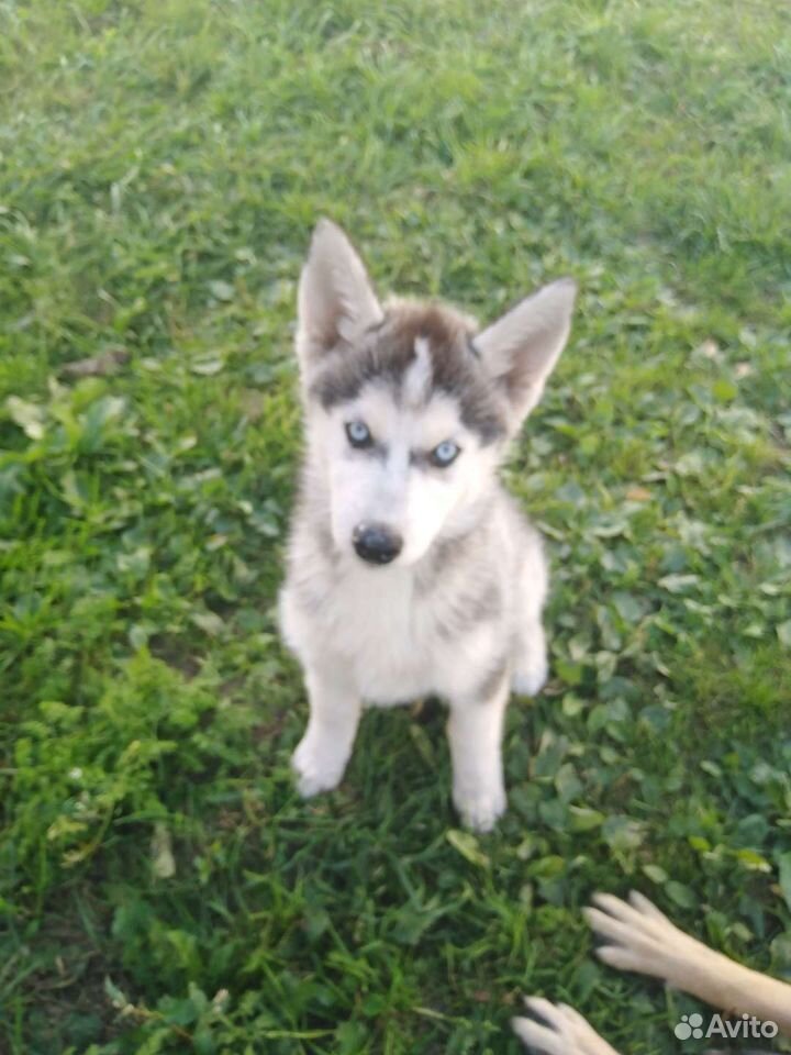 Сибирский хаски (девочка)