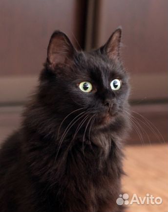 Кошка Шерла в добрые руки