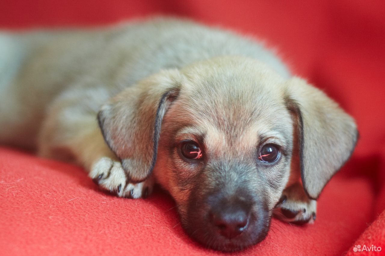 Девочка, полтора месяца