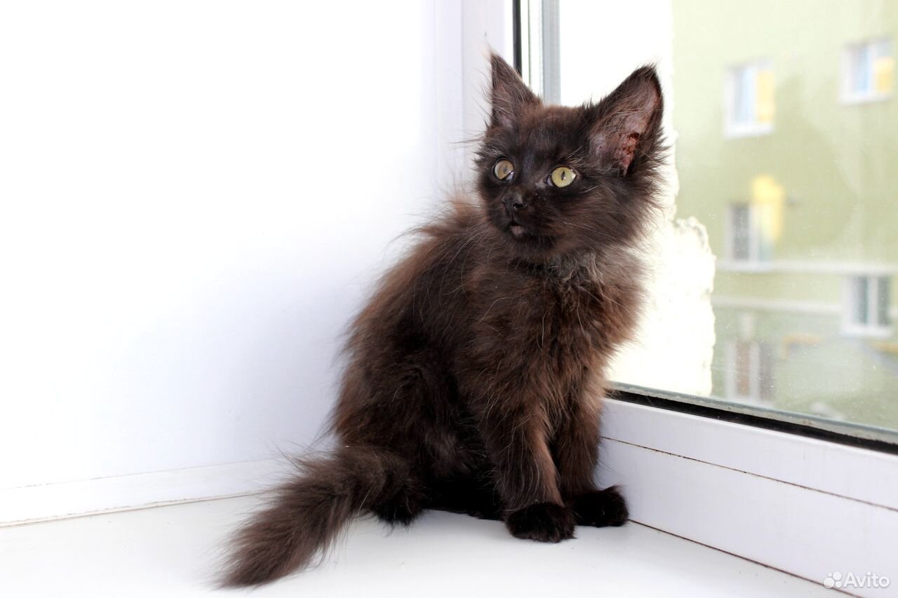 Кошка Нюша