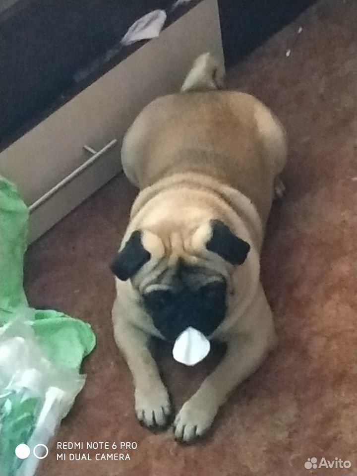 Мопс