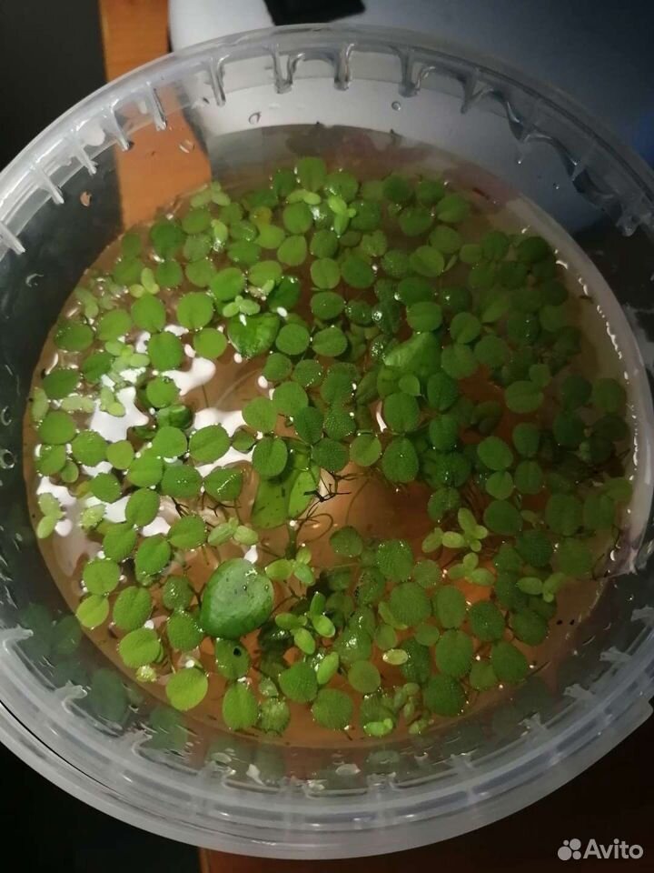 Прополка растений