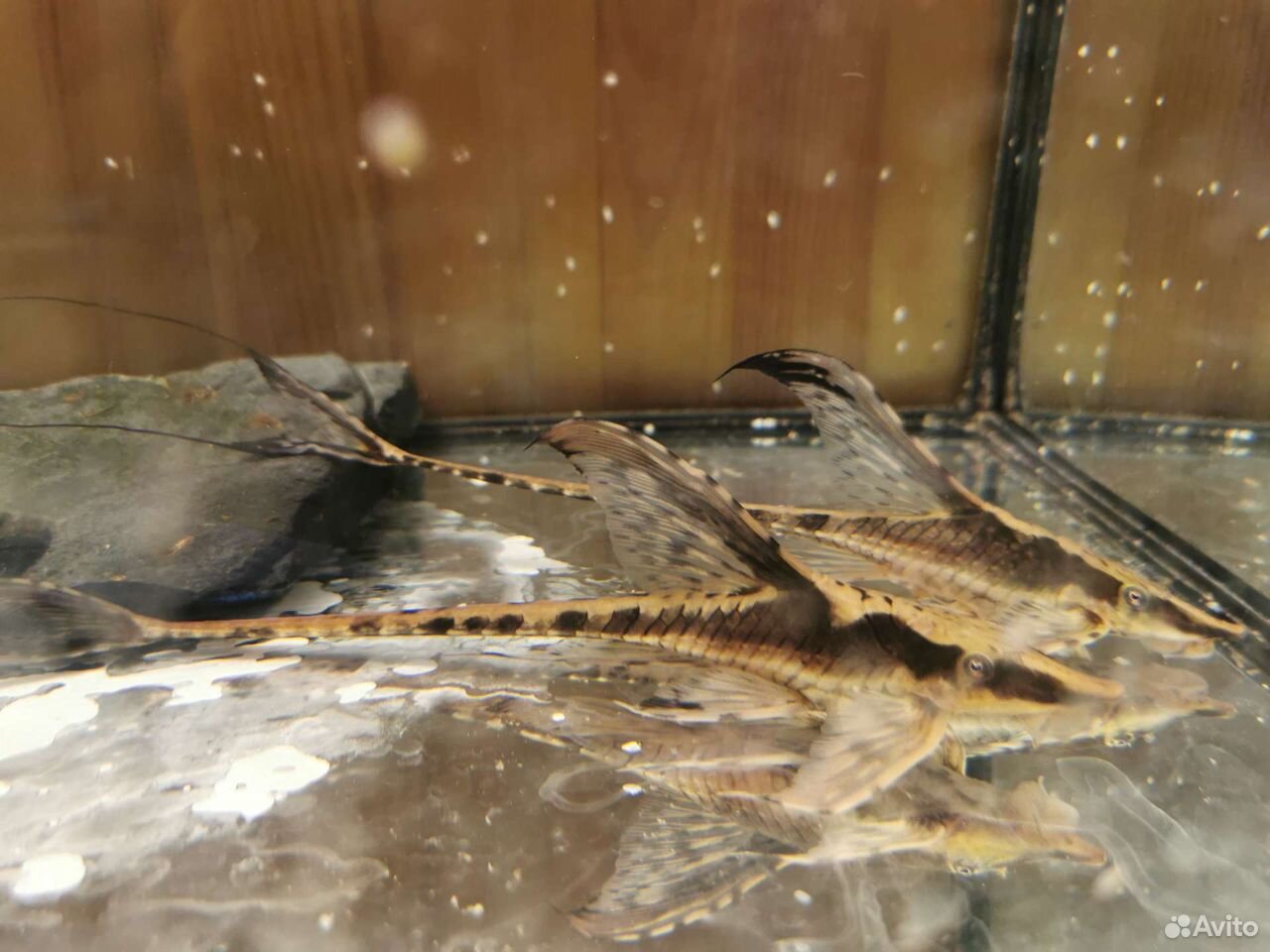 Стурисома Панамская