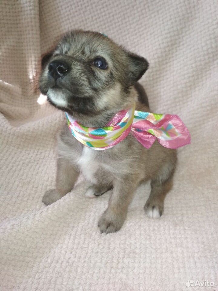 Щенок в добрые руки