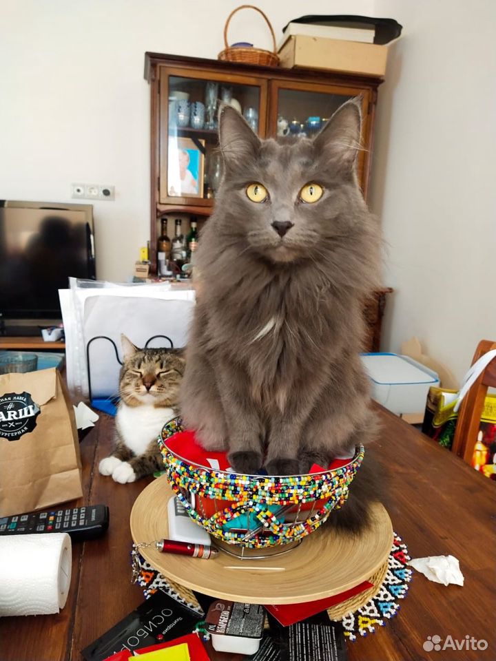 Кошка