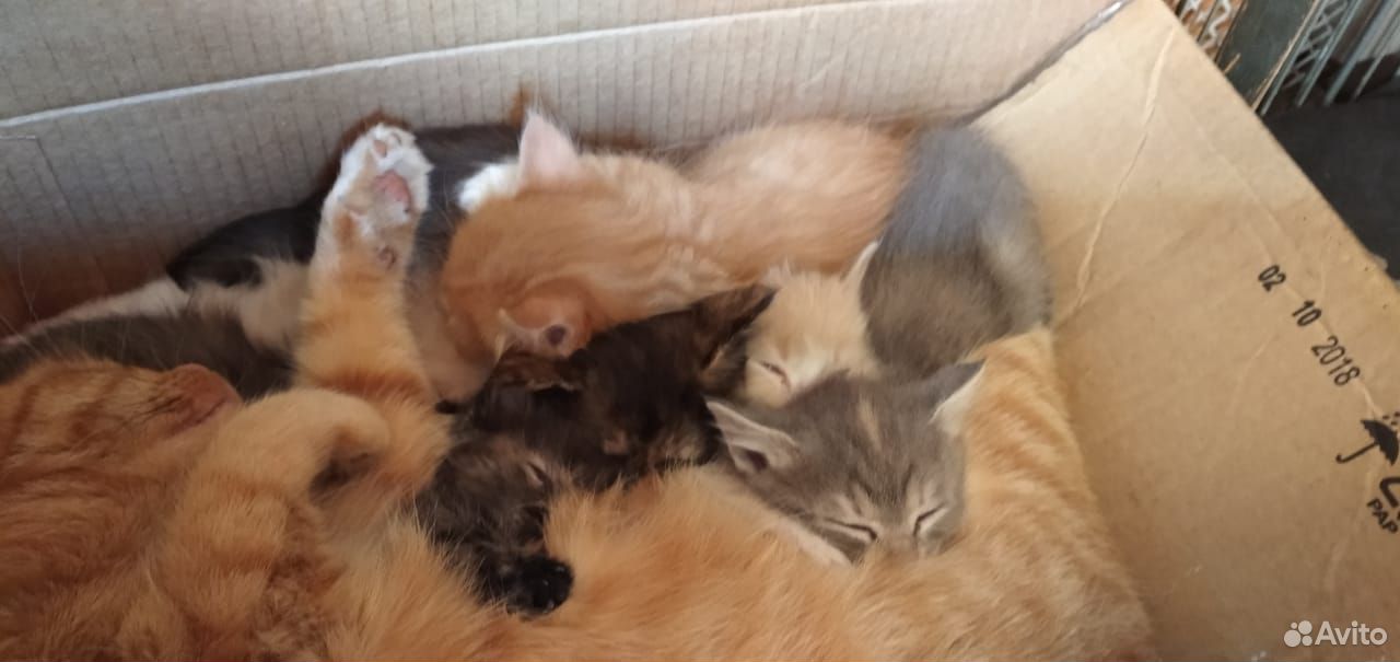 Котята умные и весёлые