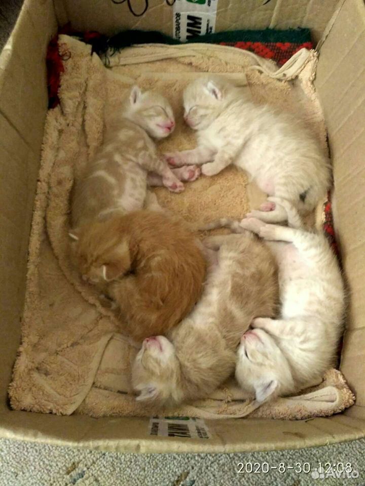 Очаровательные котята