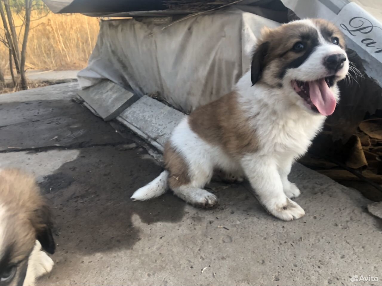 Щенки дворовой собаки с помесью