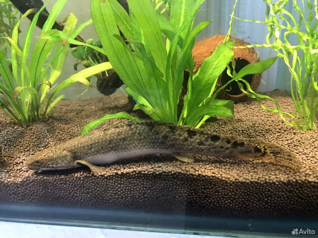 Полиптерус