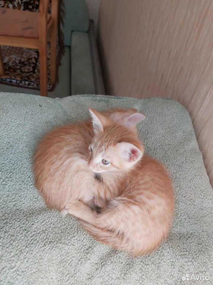 Рыжие котята-мальчики и черная девочка