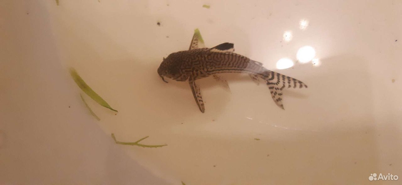 Неон и коридорас