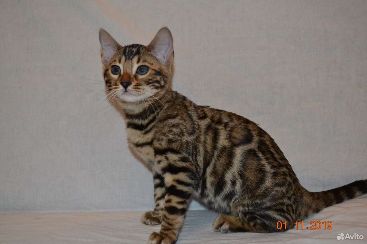 Бенгальская девочка