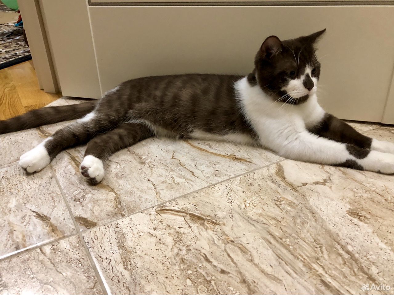 Кот шотландский
