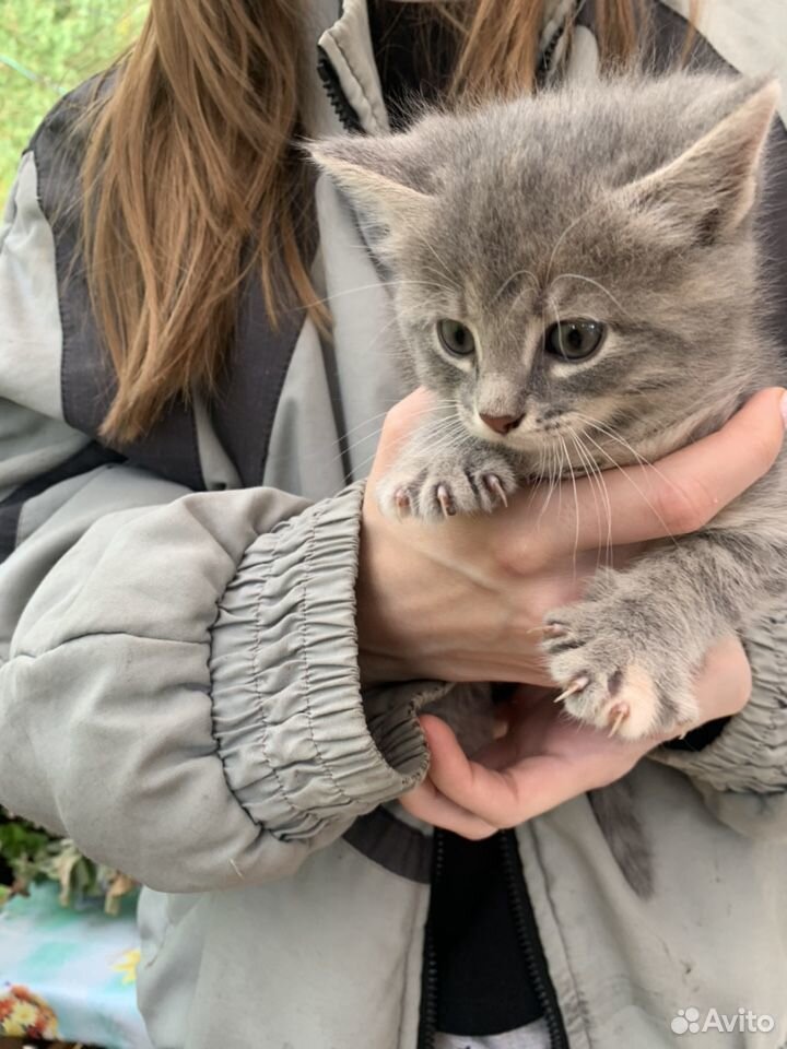 2 серых котёнка