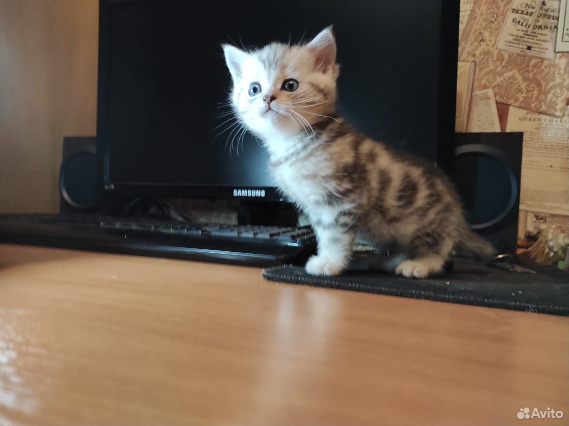 Котята Британцы