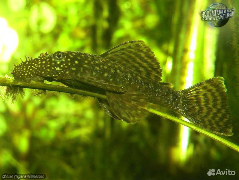 Анциструс 2 шт