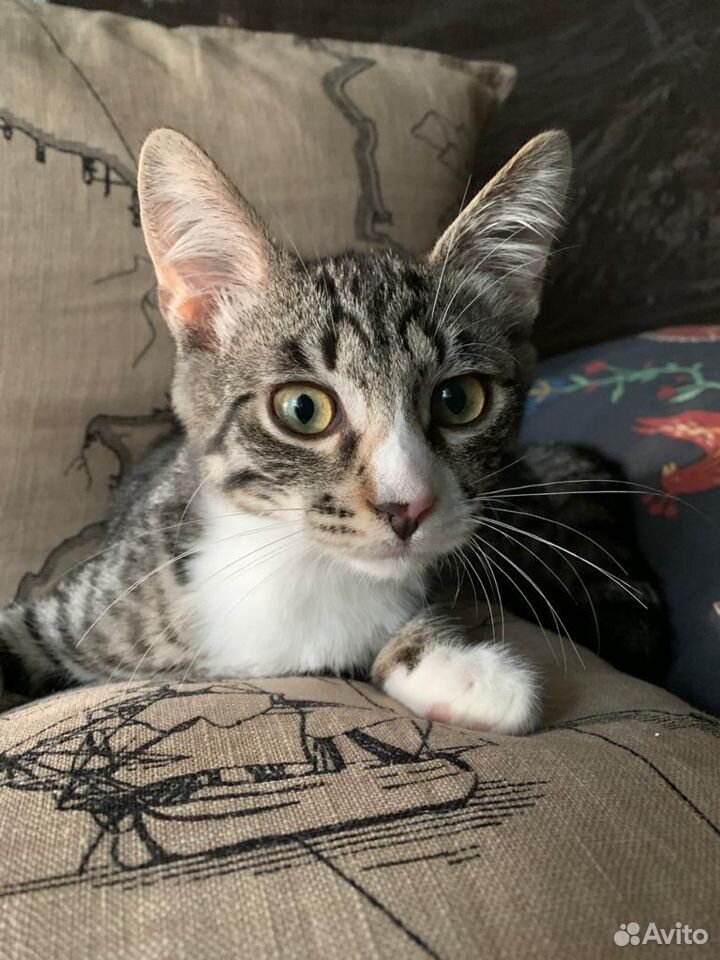 Котенок 4мес мальчик Бакс привит домашний