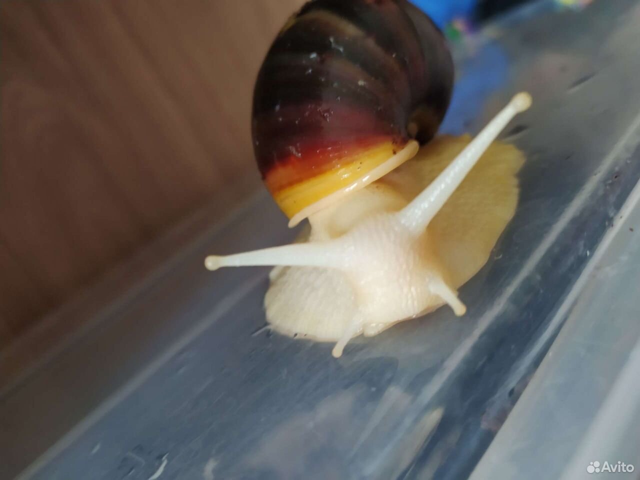 Улитка Ахатина