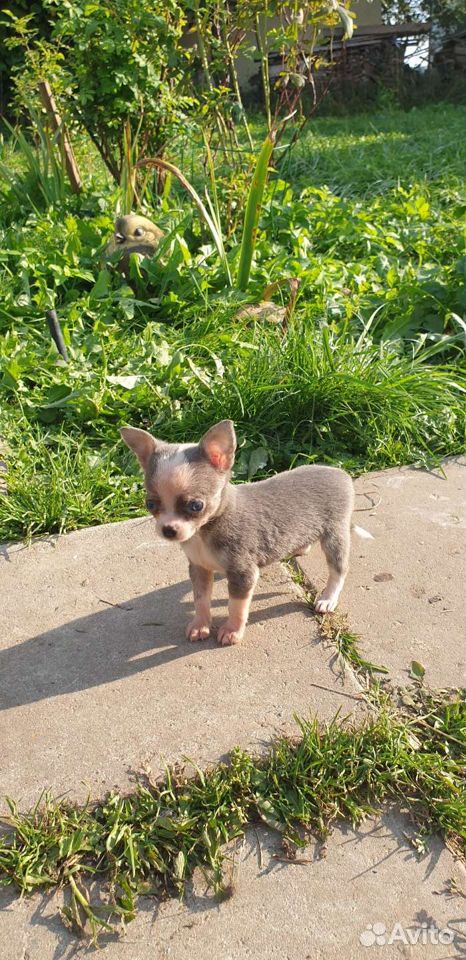 Микро чихуахуа