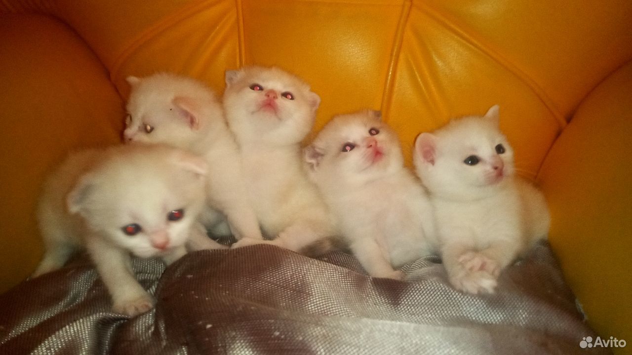 Шотландские котята