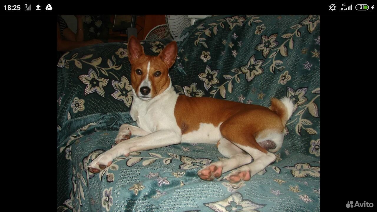 Басенджи в добрые руки отдам