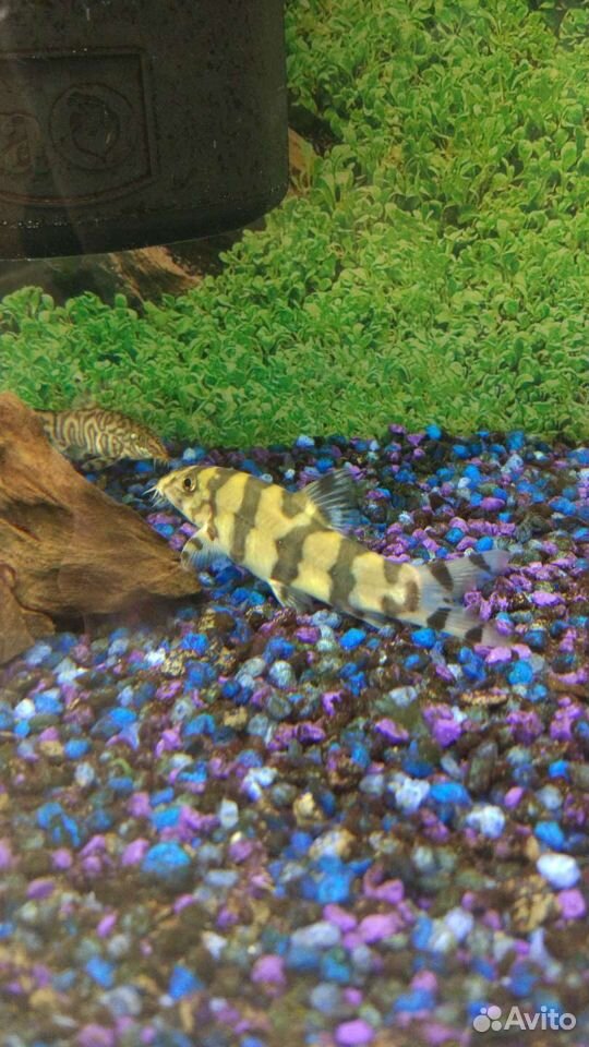 Аквариумные рыбки