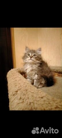 Сибирский котик