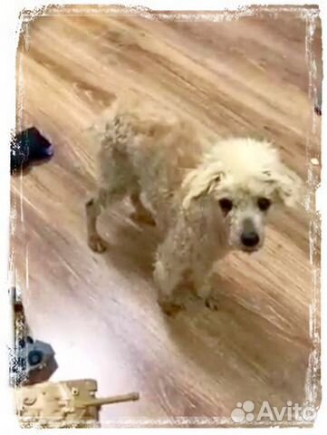 Возрастной мальчик Той-Пудель ищет Дом