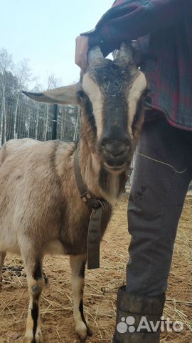 Альпийская коза