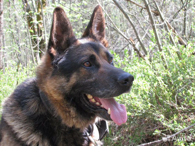 Собака Чип в добрые руки