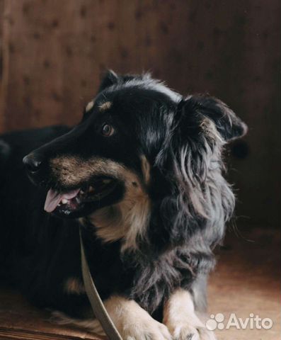 Собака Вэнди в добрые руки в дар, метис колли