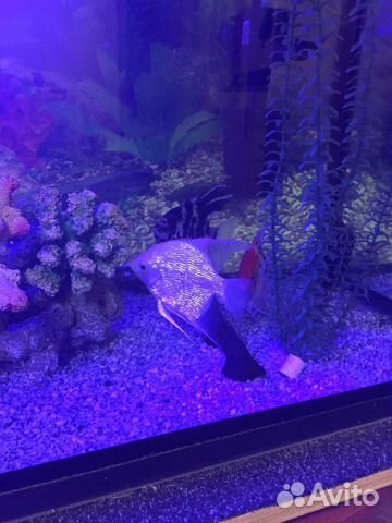 Аквариумные рыбки