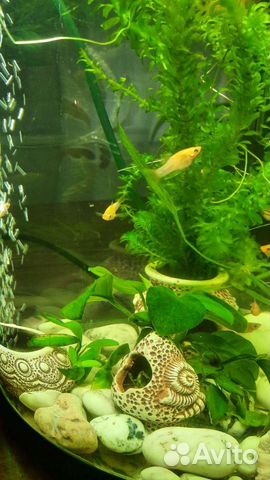 Рыба мальки молинезии