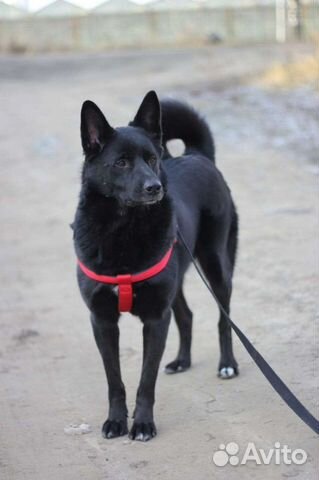 Отдам собаку в добрые руки