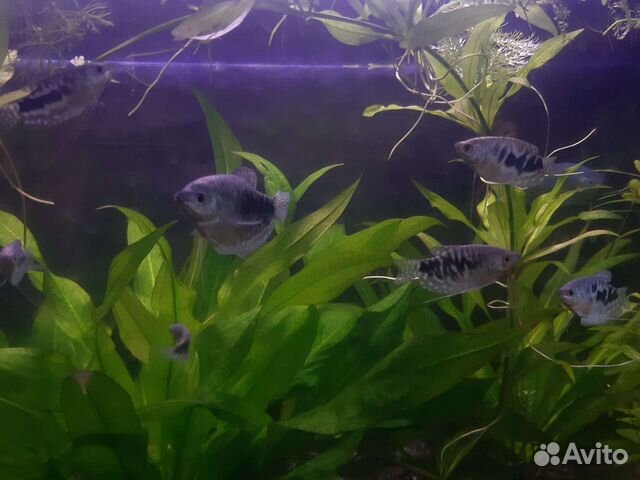 Гурамии мраморные