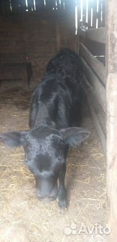 Телачка бычек