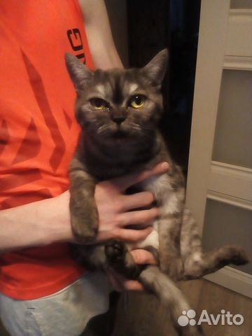 Шотландская кошка прямоухая