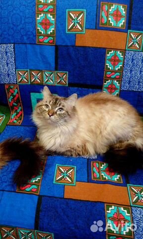 Невский маскарадный кот