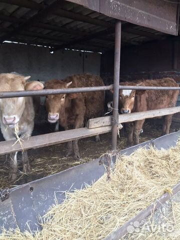 Коровы и телки