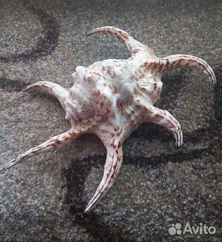 Коралл балянус