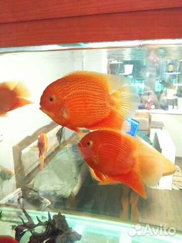 Северум красноточечный